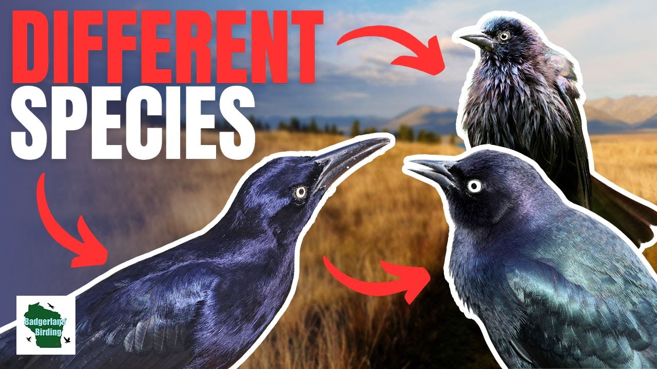 Blackbird ID Guide: Learn to Spot These 10 Common Species Like a Pro!