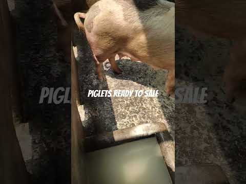 piglets ready to sale #viral 🔥🔥🔥🔥 #pigs 🐖🐖🐖🐖