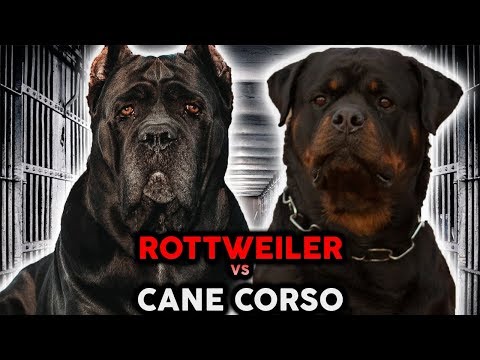 CANE CORSO VS ROTTWEILER! The Best Guard Dog Breed!