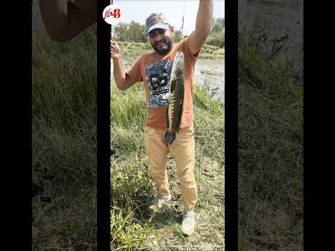 The Insane Fishing Hunts of India #shorts