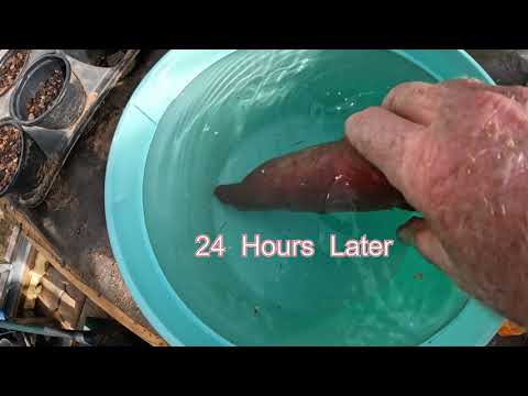 HOW TO TURN 1 #SWEETPOTATO INTO 100 SWEETPOTATOES - #garden