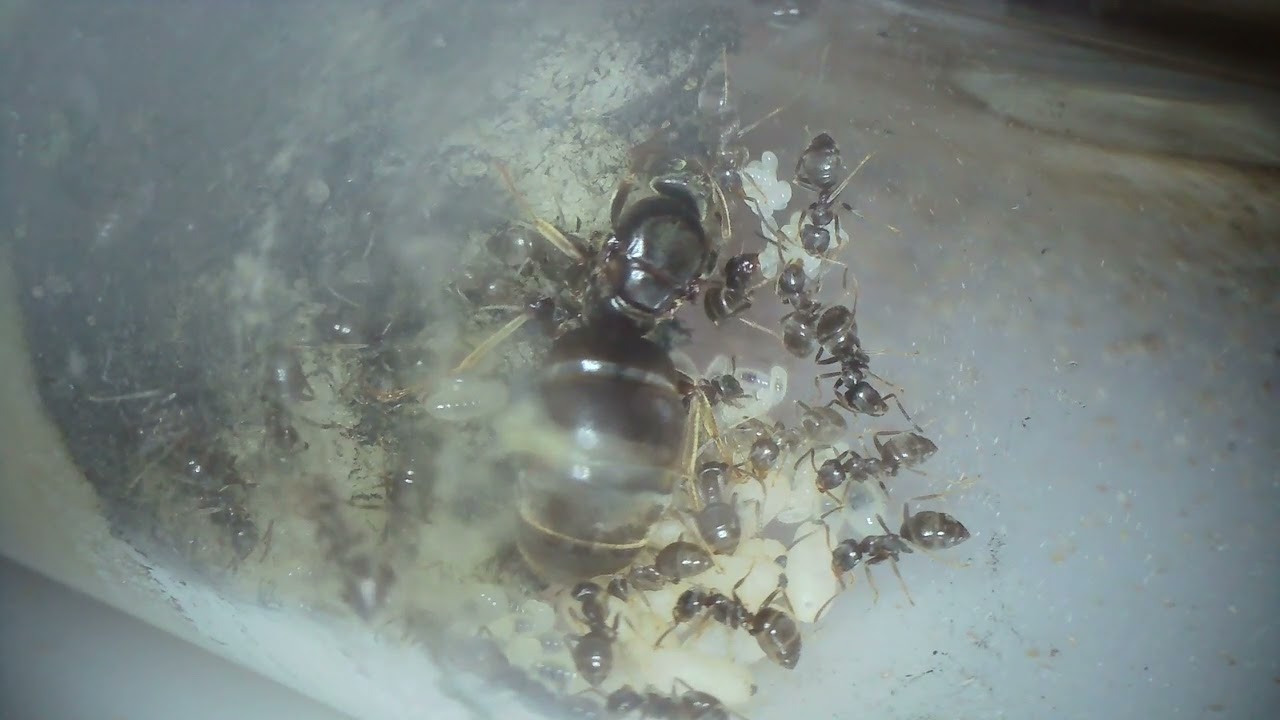 Ants doing nothing (small update)