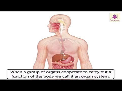 An Organ System | Environmental Studies Grade 3 | Periwinkle