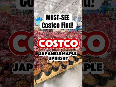Costco Plant Find: Beautiful Japanese Maple Tree for Less! #costcofinds #japanesemaple #plantlover