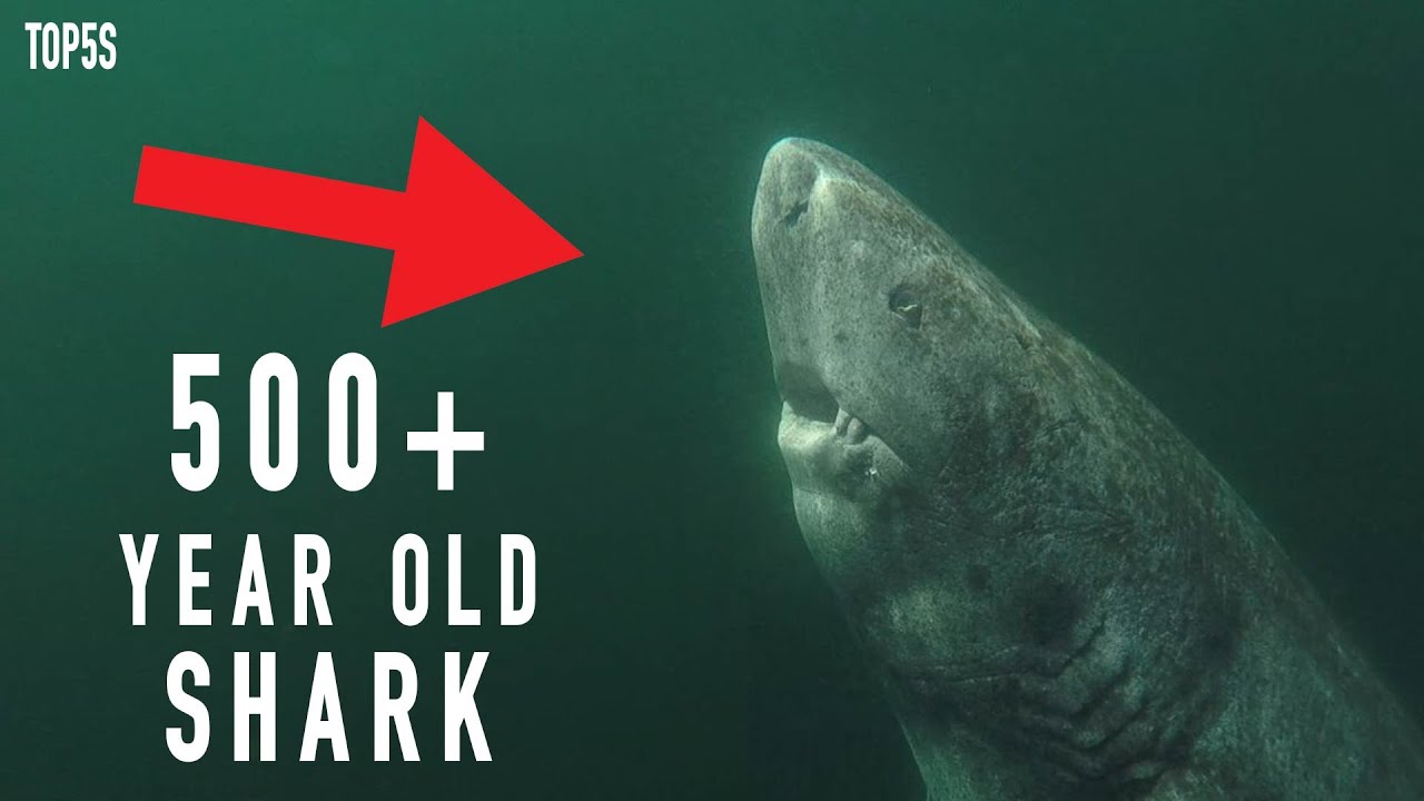 5 Oldest Living Creatures on the Planet...