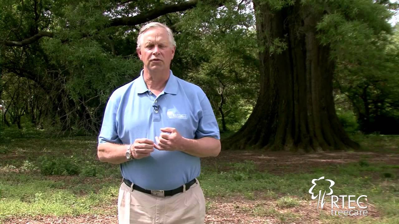 Tree Inspection, What You Should Know™