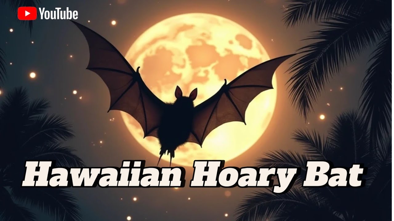 Hawaiian Hoary Bat| Hawaii night guardian🥷🏝️