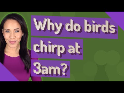 Why do birds chirp at 3am?