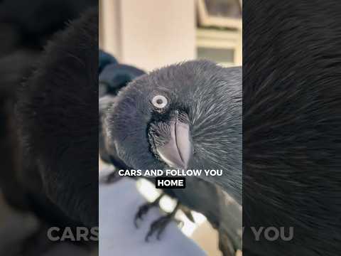 Crows Remember Faces And Hold Grudges!