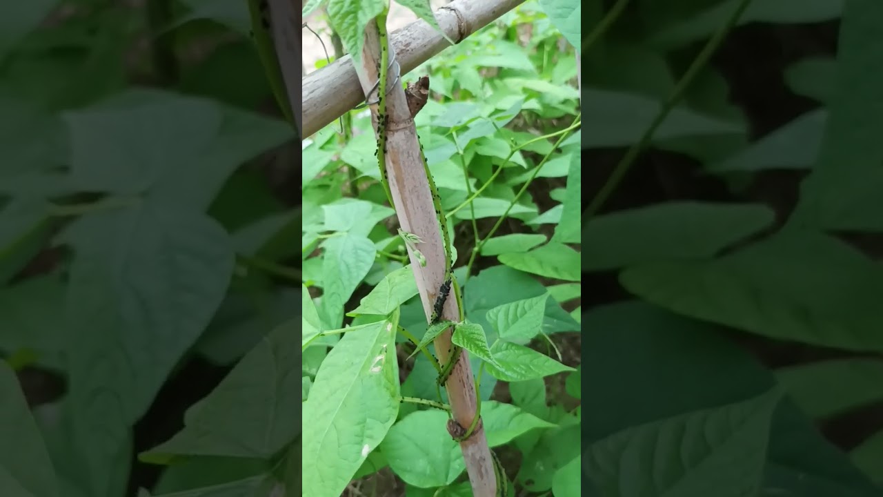 Get rid of aphids easily and quickly