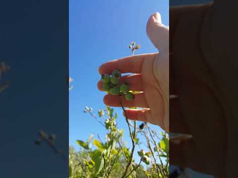 How to fertilize your blueberry plants