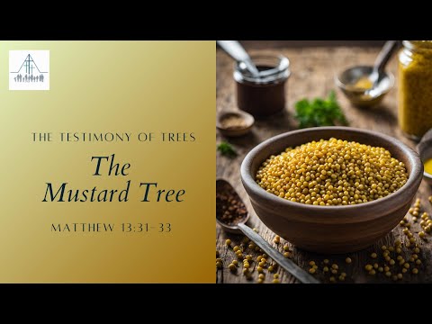 The Mustard Tree – Tawa Baptist