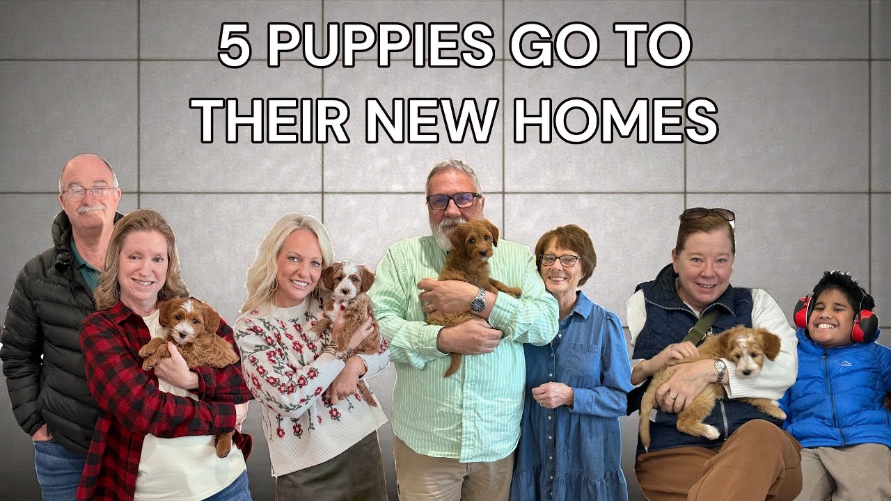 5 of the 6 Mini Goldendoodles in Lilly Mae's Litter, GO-HOME VIDEO