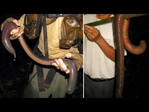 This is Why Snails Are Afraid of This Worm | Beyond Science | Before It ...