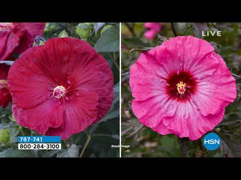 Leaf Petal Designs 2piece Giant Hibiscus Collection