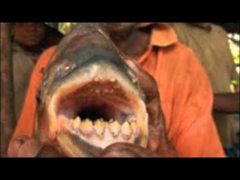 Myleus Pacu | Sólo Animales Exóticos