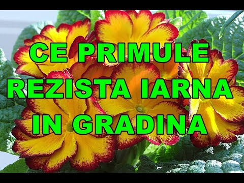 Ce facem cu Primula dupa ce se trec florile #ingrijireaflorilor