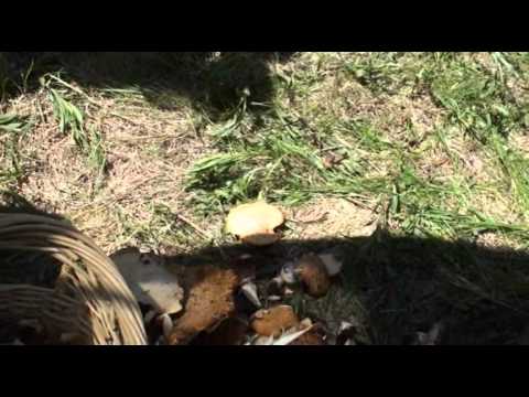 2013 Illinois Morel Foray, Complete Movie