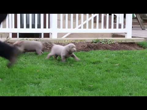 Silver Labrador Retriever Puppies For Sale