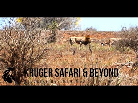 GOMONDWANE LEGACY! MASSIVE Vurhami Male Lion Found, And He's HUGE! Kruger National Park! #lion
