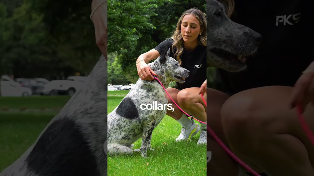 One Tool. No Clutter. Why slip leads make walking your dog easier. #dogowner #sliplead