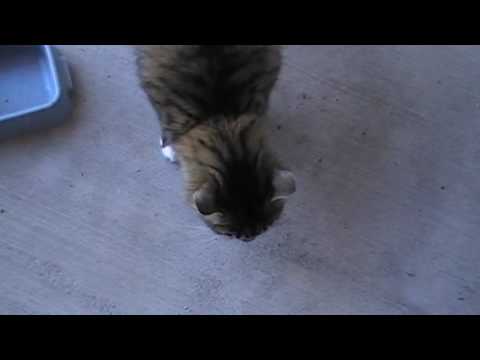 nice kitty