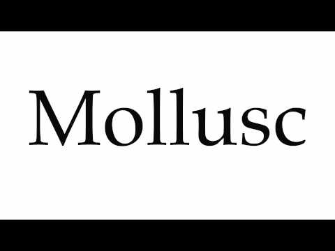 How to Pronounce Mollusc