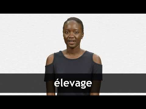 English Translation of “ÉLEVAGE” | Collins French-English Dictionary