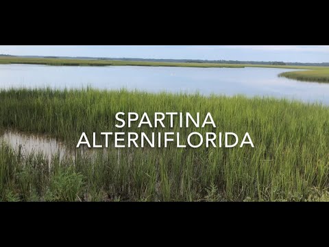 Spartina AlterniFlorida | Saturiba Films | Saturiba Company