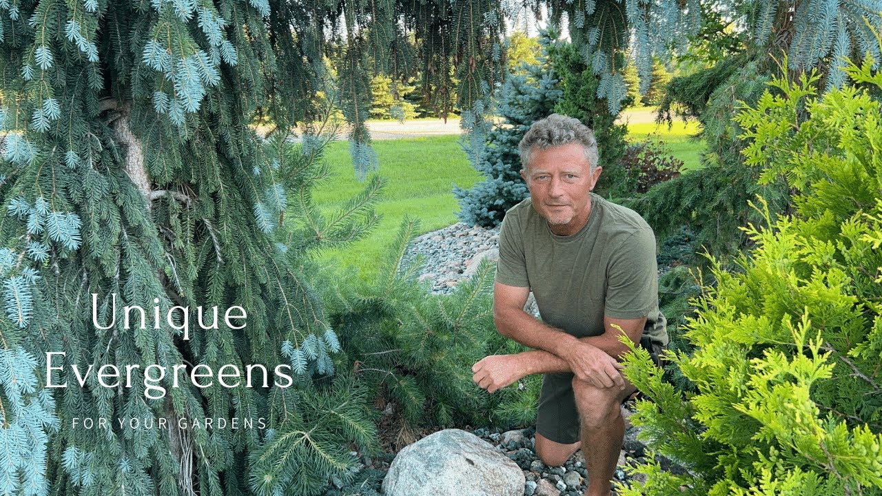 Evergreens For Your Gardens: Unique Characteristics that WOW