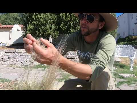 The Best Grass for Your Desert Garden: The New Mexican Feathergrass