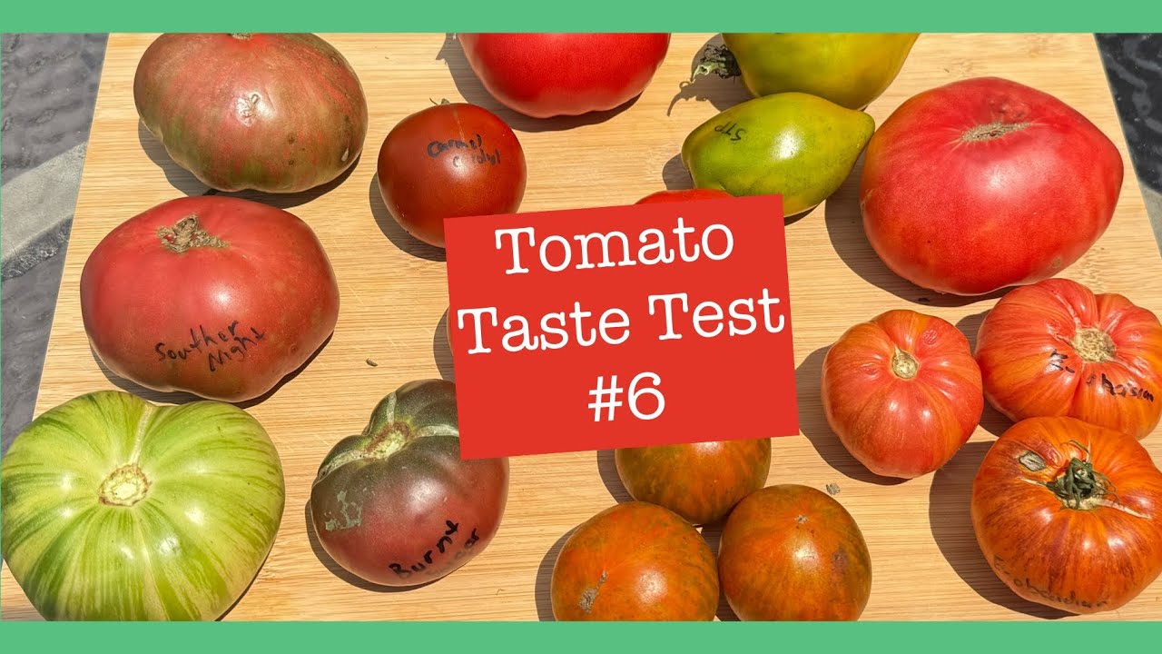 Tomato Taste Test #6 2025