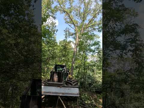 Put em where ya want em #tree #pushing with a #johndeere 648h and a #stihl 661