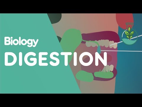 Digestion - What Is It? | Physiology | Biology | FuseSchool