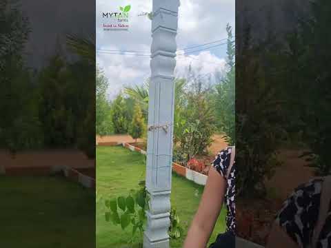 Rupali Reviews
