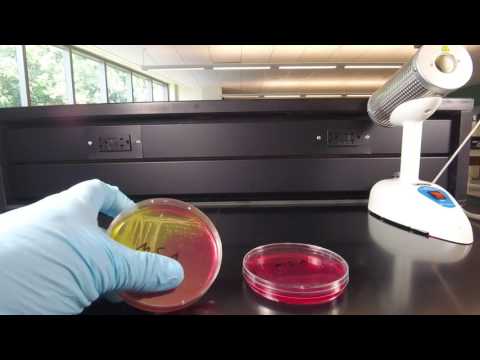 Agar Agar at Best Price in India