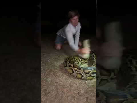 That’s a big one #snake#youtubeshorts#florida#wildlife