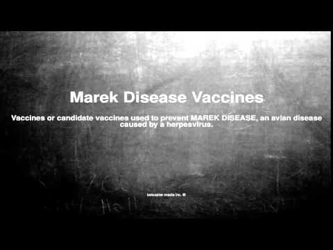 Medical vocabulary: What does Marek Disease Vaccines mean