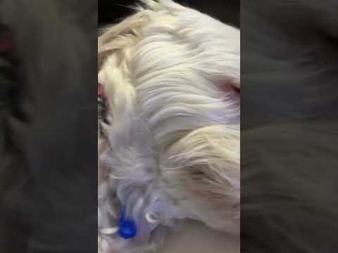 The real Falkor from NeverEnding Story