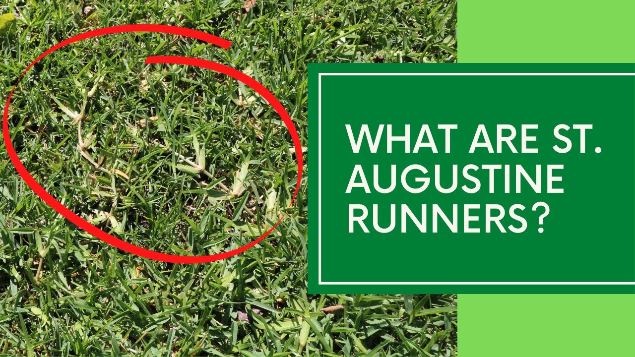 St. Augustine Runners: What are they and what to do about them?