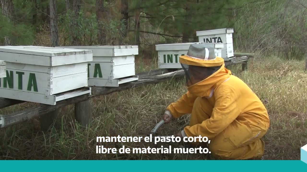 Apicultura: cómo cuidar las colmenas del calor