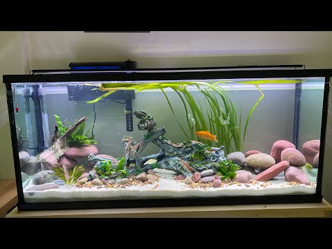 55 Gallon Aquarium Aquascape for my yellow lab cichlids