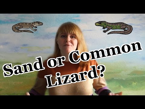 What are the Differences Between Common and Sand Lizards - How to Tell Apart | UK Wildlife Species
