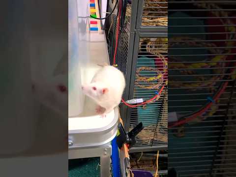 diy pet rat nebulizer chamber Part 1 #petrat