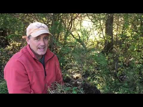 How And When To Dig And Transplant An Eastern Red Cedar Tree Planting Privacy Screen Trees