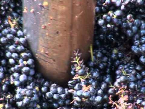 Italian Wine Cellar: Cantina Alta Padovana - www.cantinaaltapadovana.it