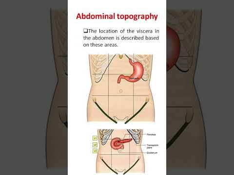 Topography of abdominal viscera #anatomy