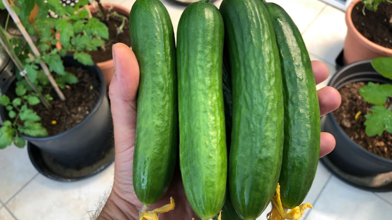 Growing indoor cucumbers (early and main crop)