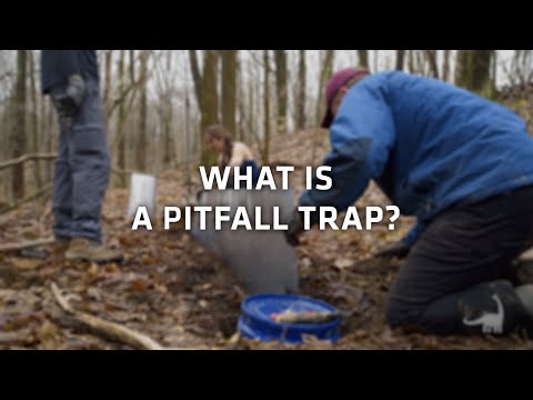 What is a Pitfall Trap (for Herpetology)? Ask A Scientist