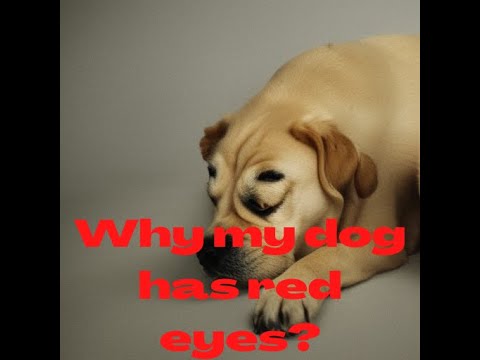 Why my dog has red eyes? 10 + Reasons and what to do